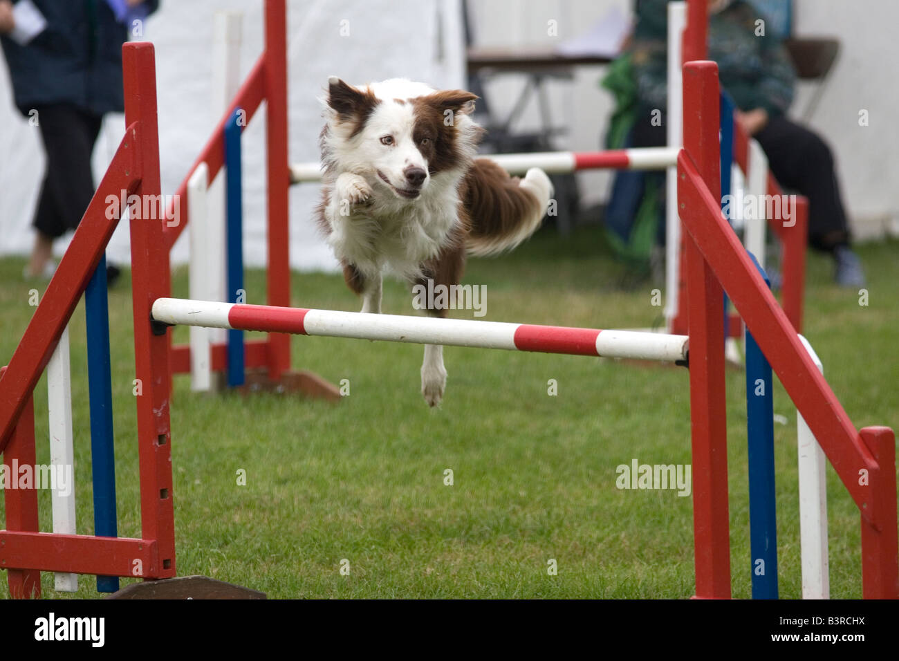 Agility dogs hi-res stock photography and images - Alamy