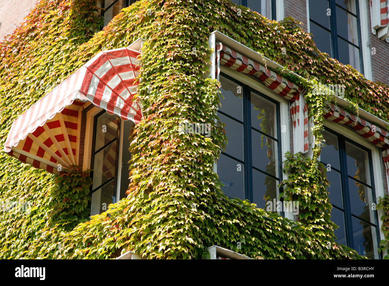 Window with ivy, Buildings, Amsterdam Netherlands Stock Photo - Alamy