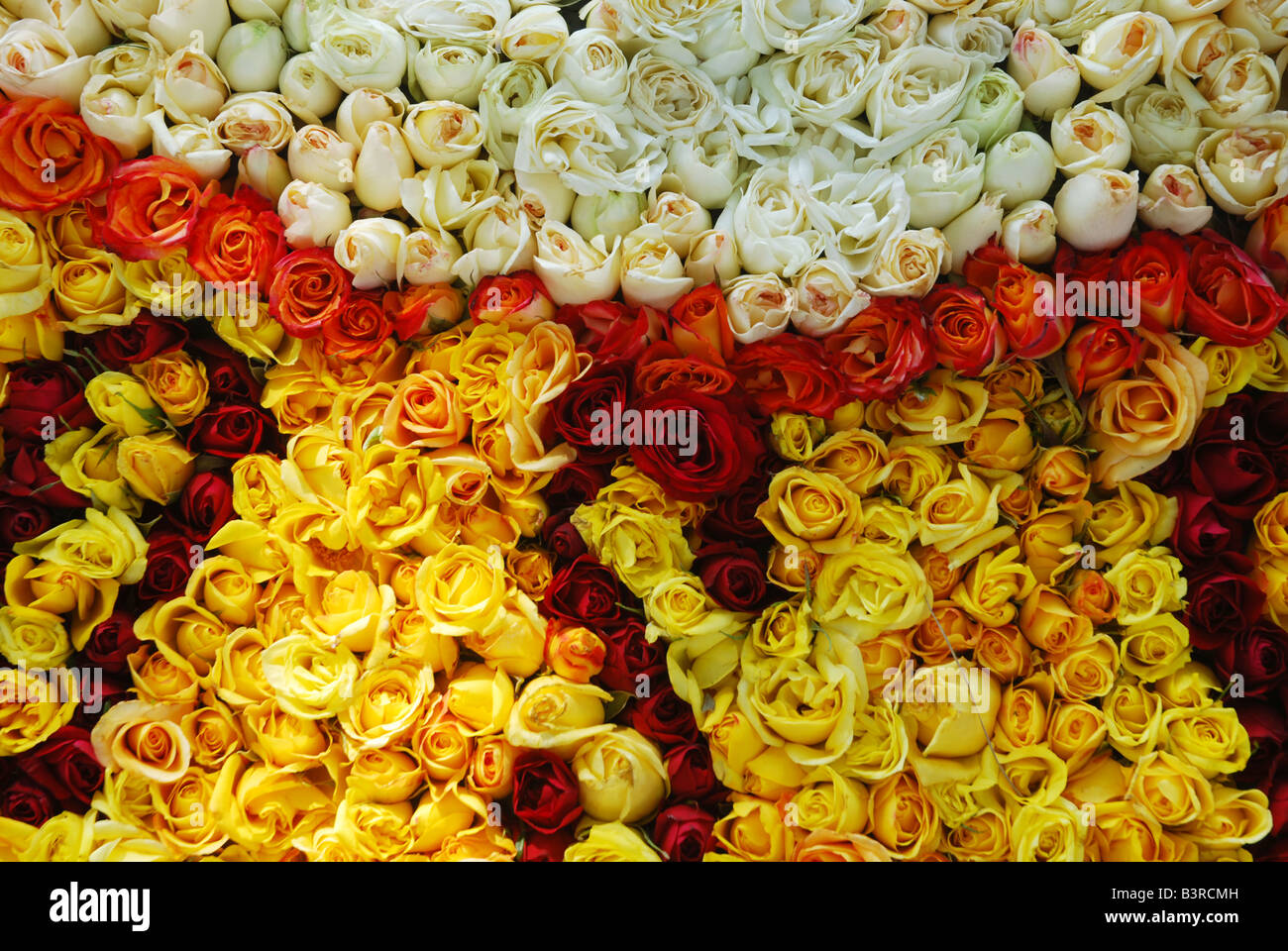 Fauna Installations High Resolution Stock Photography and Images - Alamy