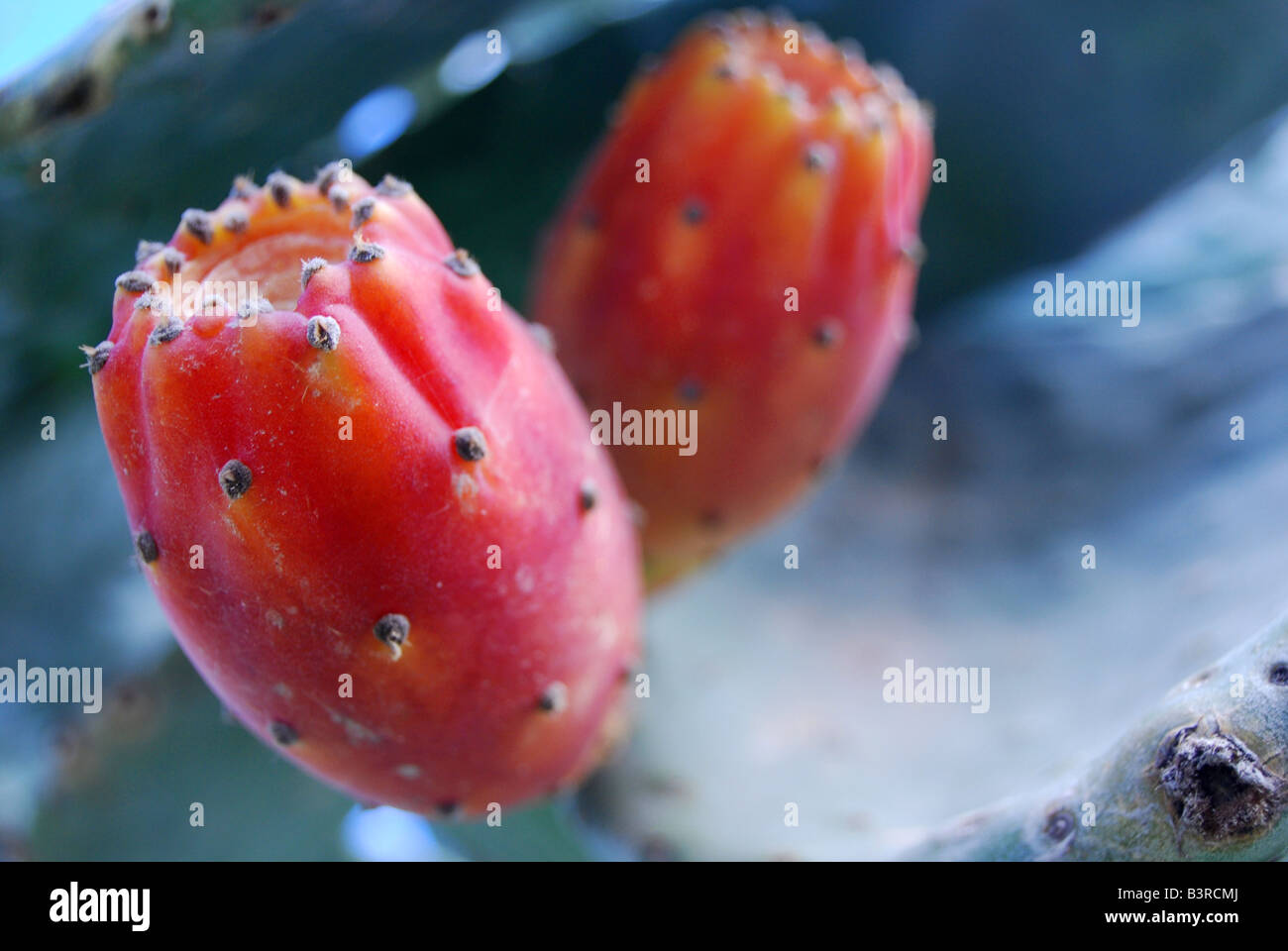 Red cactus fruit hi-res stock photography and images - Alamy