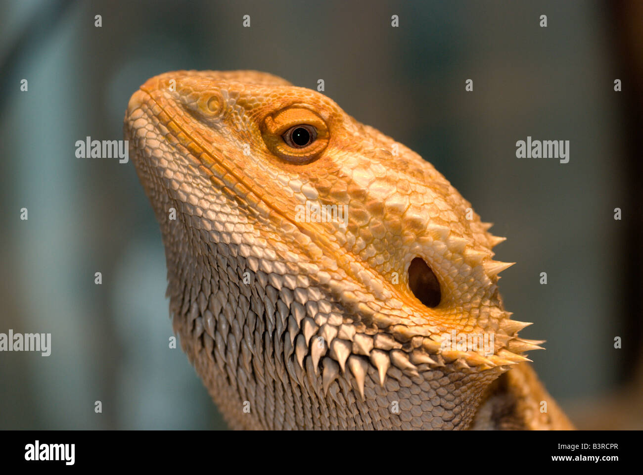 Bearded dragon looking at the camera Stock Photo - Alamy