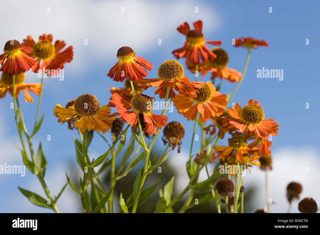 Helenium autumnale sneezeweed hi-res stock photography and images - Alamy