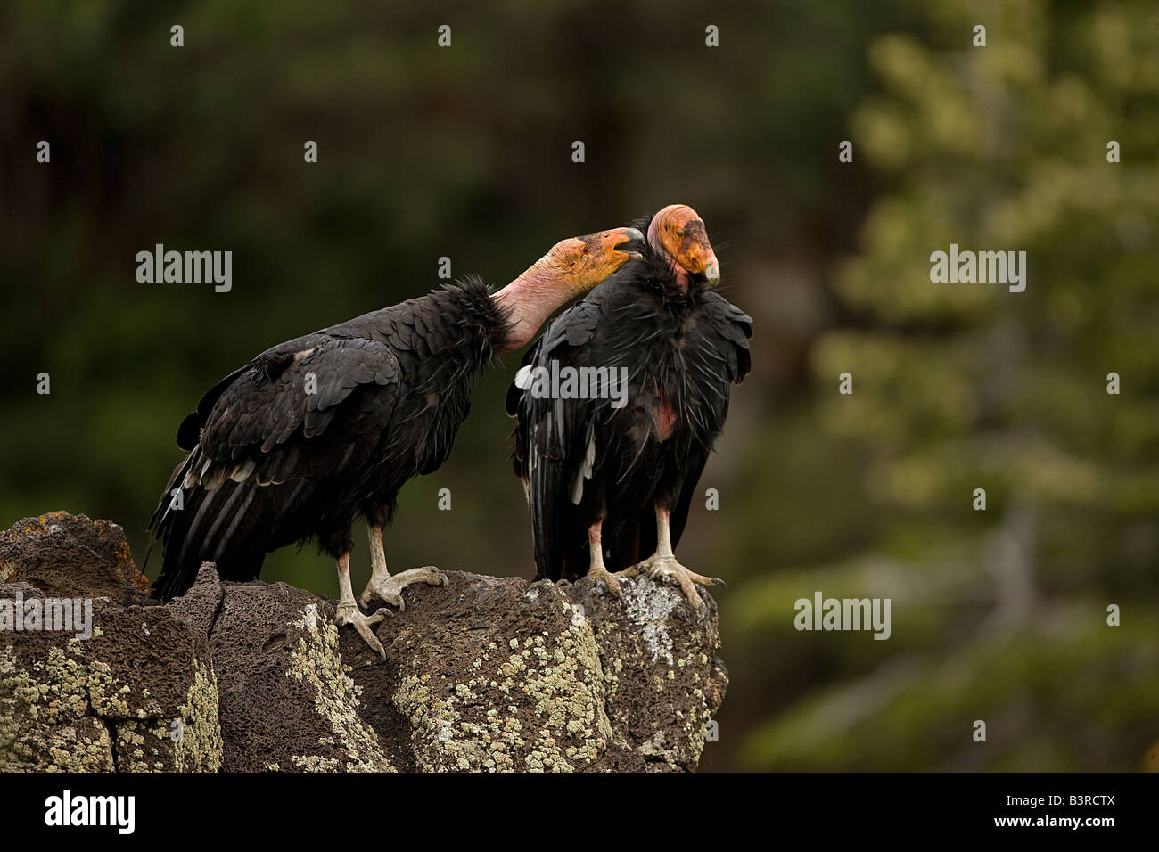 California Condors (Gymnogyps californianus) Two perched on cliff ...