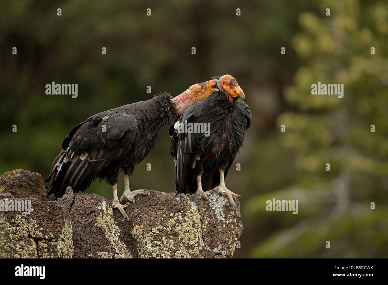 California Condors (Gymnogyps californianus) Two perched on cliff ...