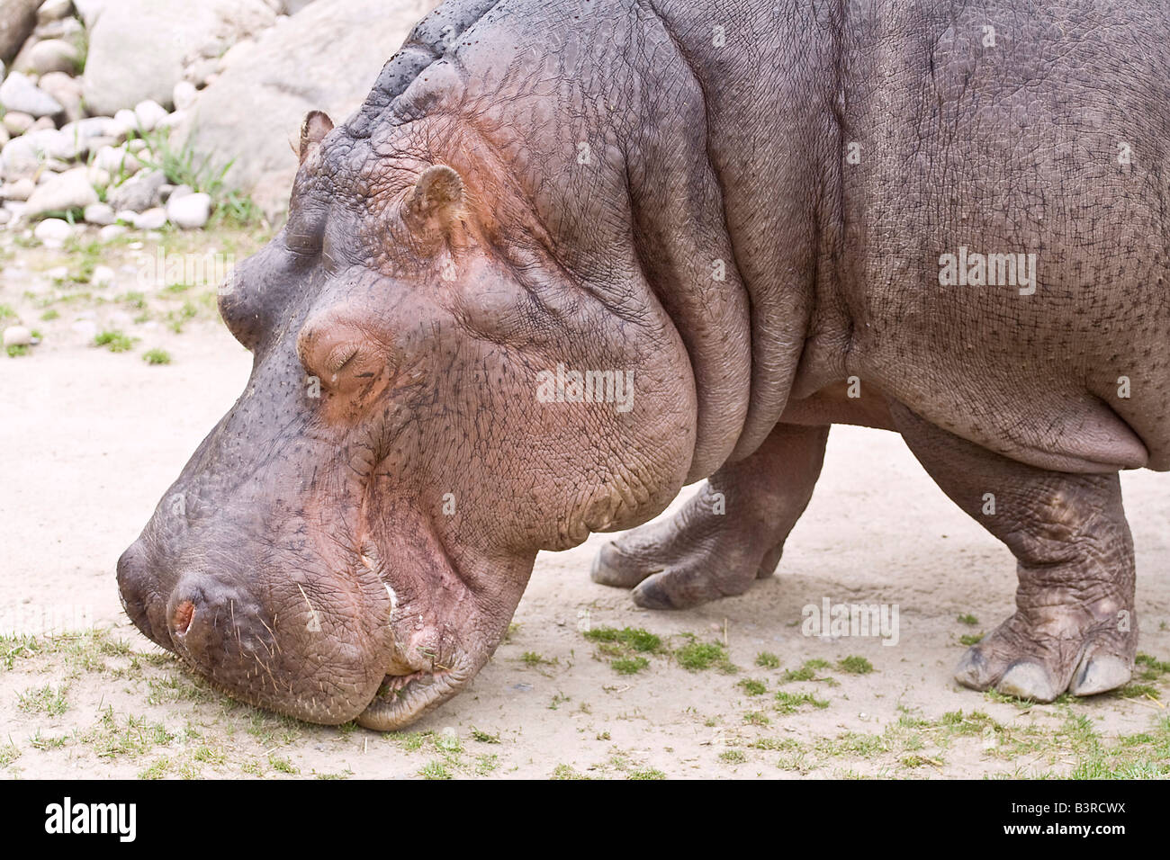 pictures of the wild animals Stock Photo - Alamy