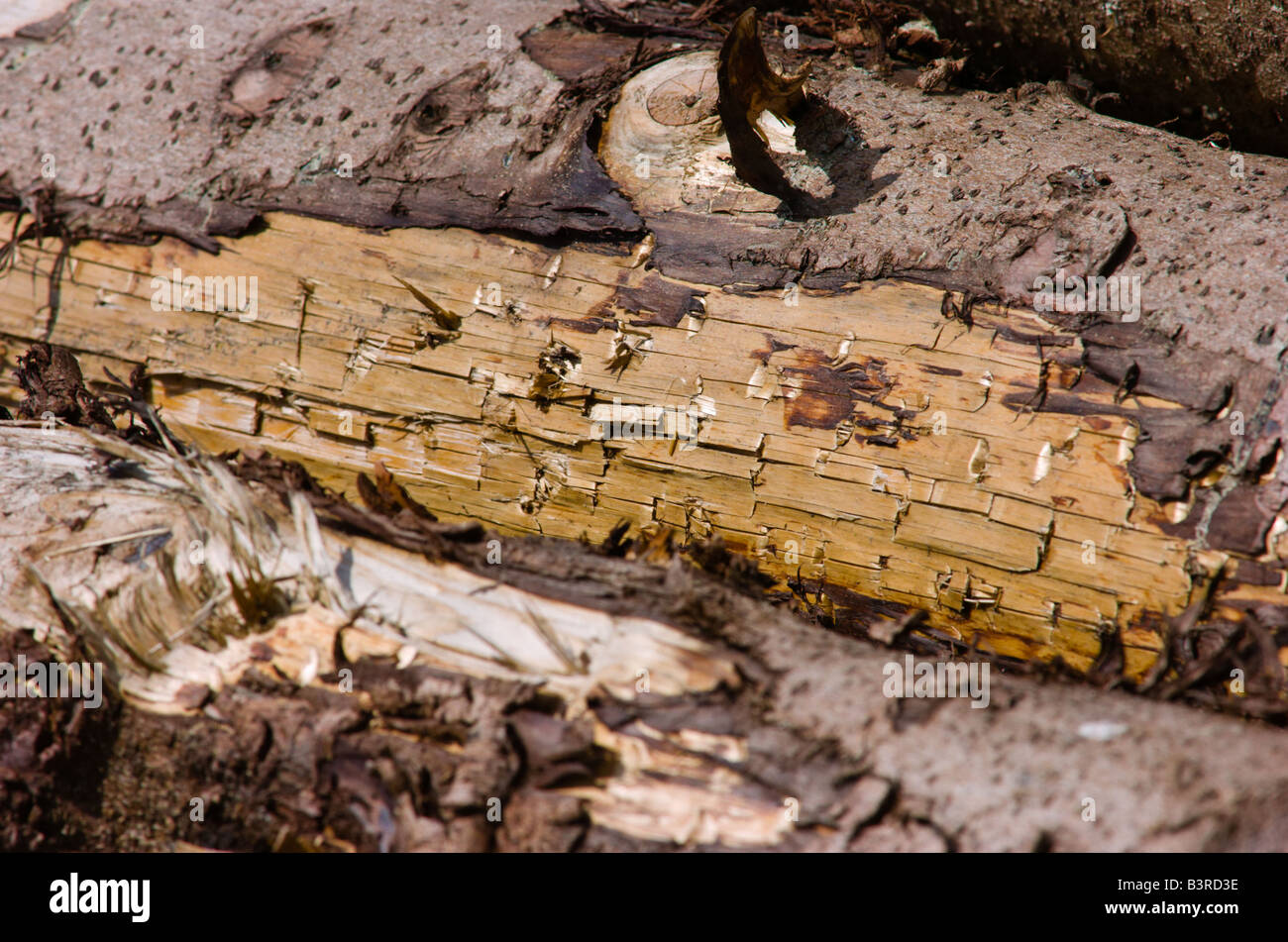 Timber bark hi-res stock photography and images - Alamy