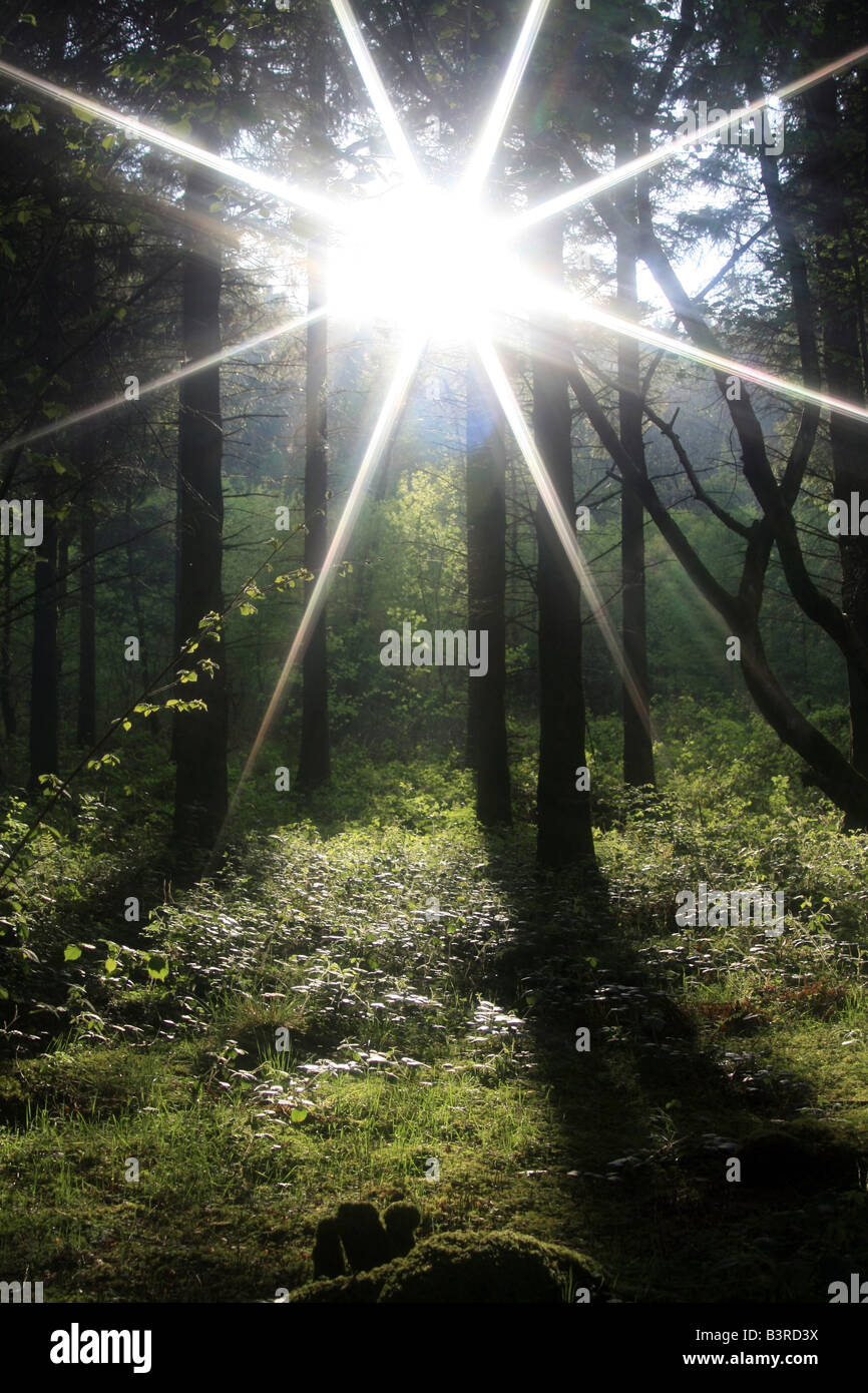 Sunshine through trees Stock Photo - Alamy