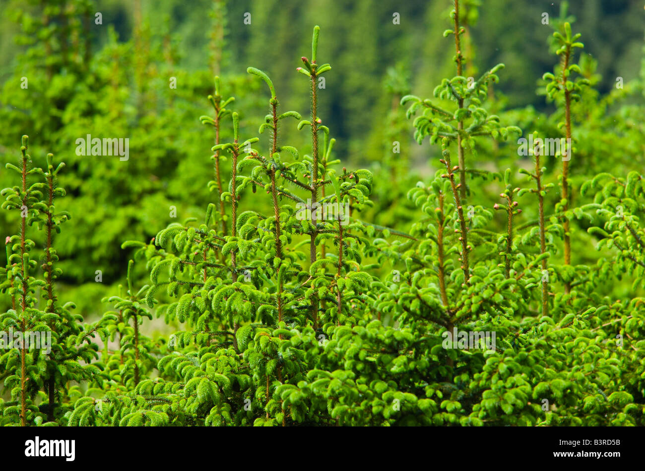 Young Pine Trees Stock Photo - Alamy