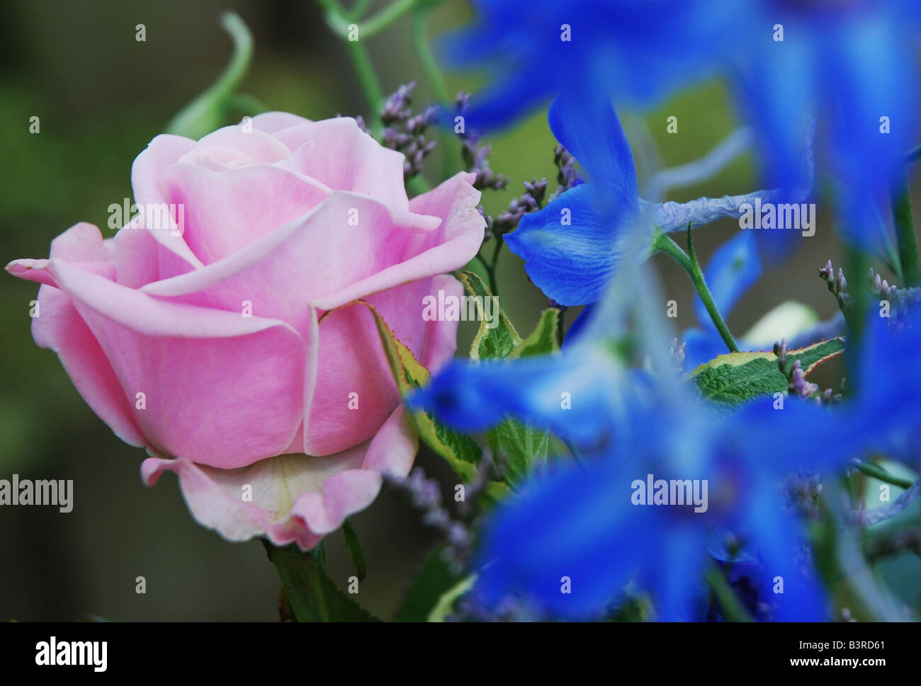 flower display at bi annual Rose festival Lottum Limburg Netherlands ...