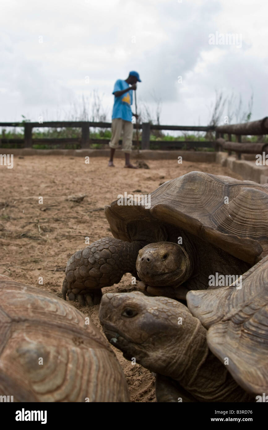 Feeding turtles at the Turtle Village , Tortoise Village, Noflaye ...