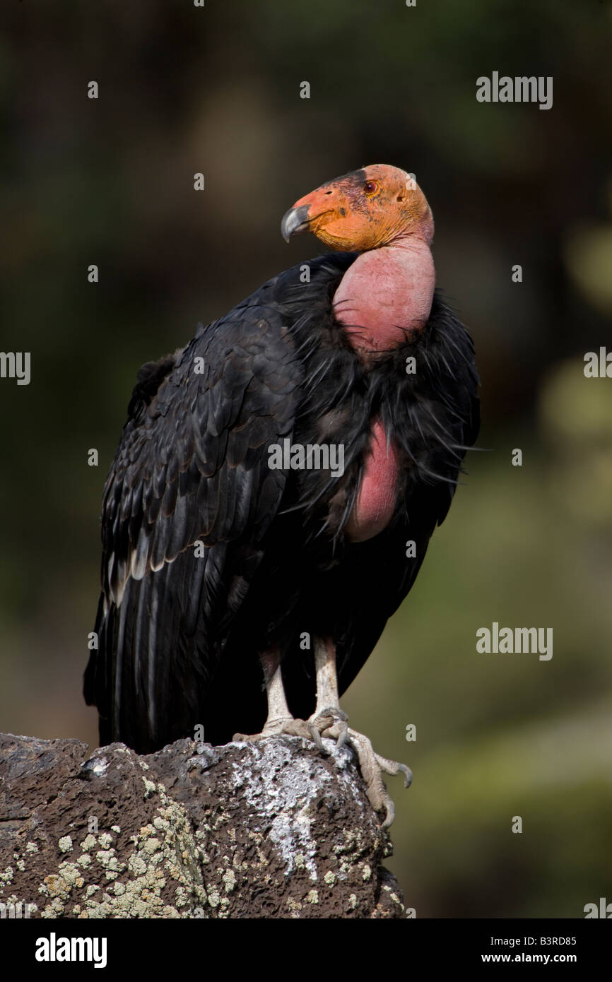 California Condor (Gymnogyps californianus] Perched on cliff - Showing ...