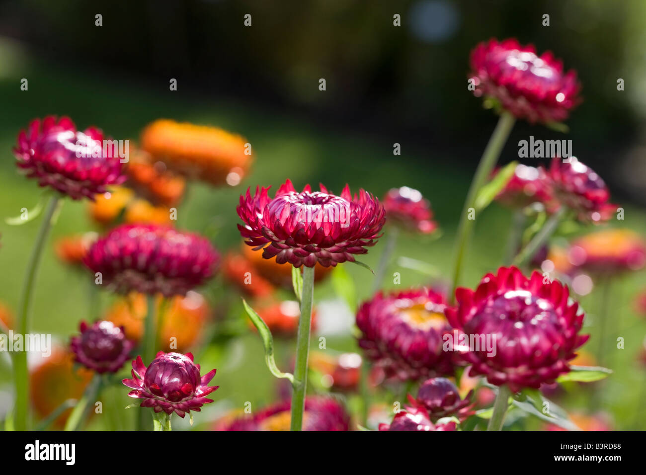 Golden Everlasting Daisy (Xerochrysum bracteatum Stock Photo - Alamy