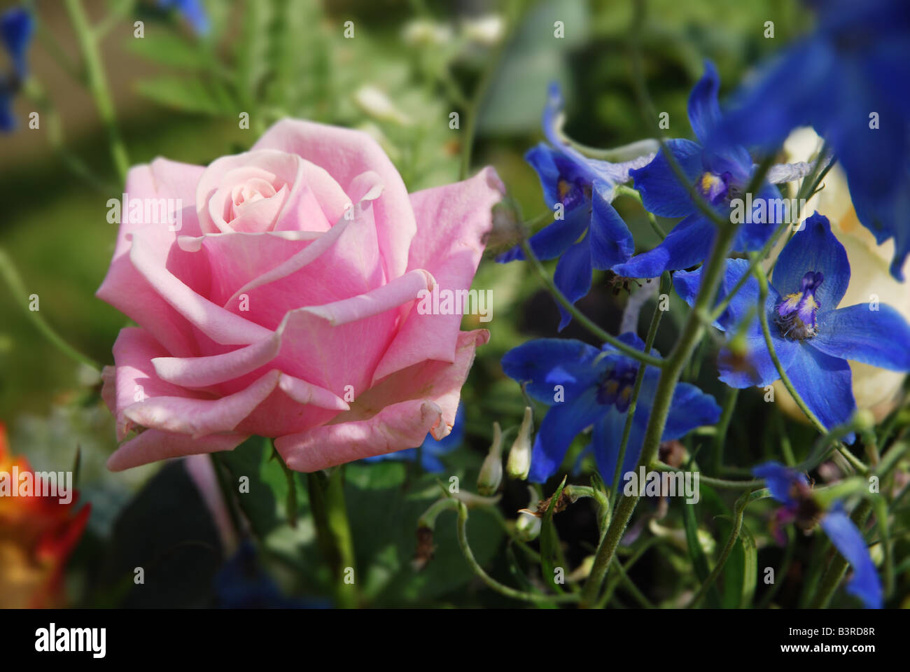 flower display at bi annual Rose festival Lottum Limburg Netherlands ...