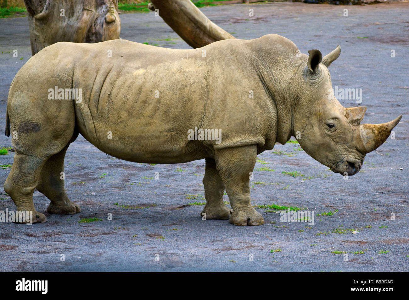 A colour photograph of a rhinoceros (002 Stock Photo - Alamy