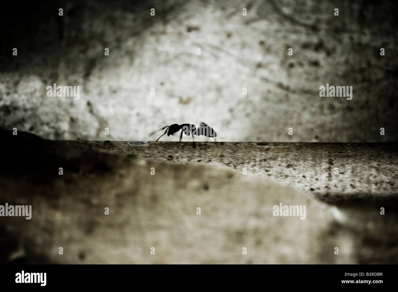 Ant animal hi-res stock photography and images - Alamy
