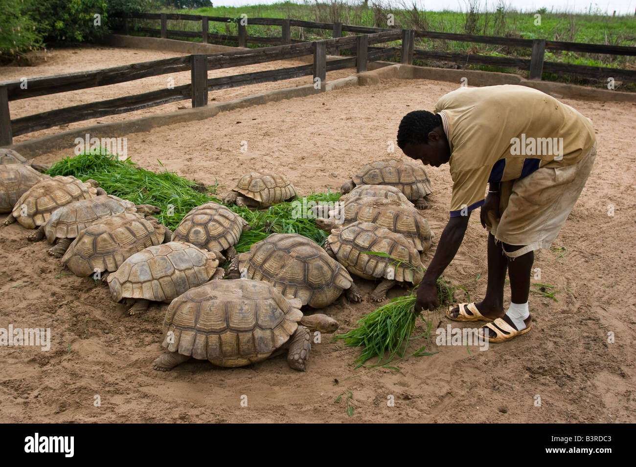 Feeding turtles at the Turtle Village , Tortoise Village, Noflaye ...