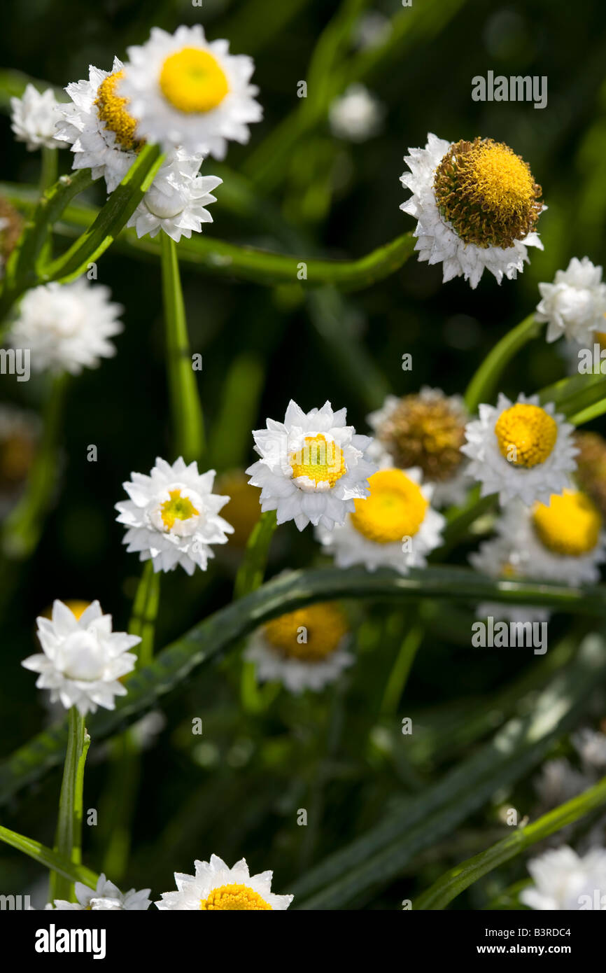 Winged Everlasting (Ammobium alatum Stock Photo - Alamy