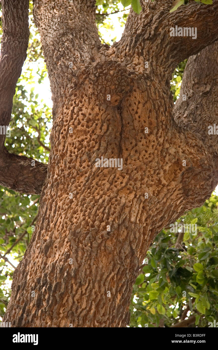 Acorn Woodpecker food storage holes, Melanerpes formicorvus Stock Photo ...