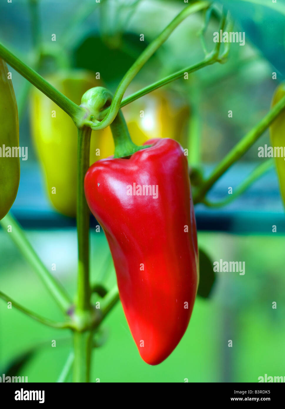 Organic Red Pepper Stock Photo - Alamy
