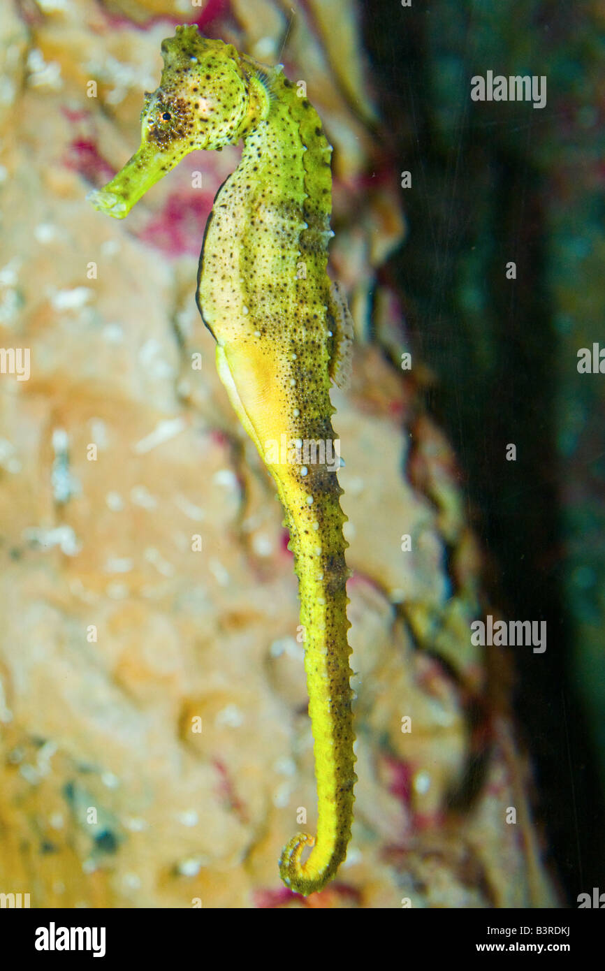 A portrait colour photograph of a seahorse (001 Stock Photo - Alamy