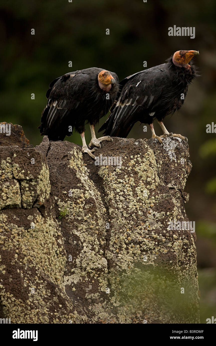 California condor large raptor hi-res stock photography and images - Alamy
