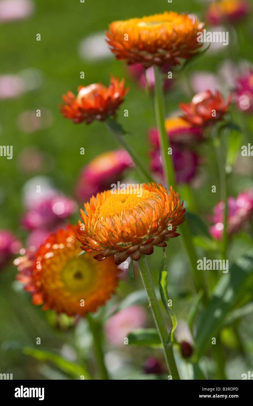 Orange yellow everlasting flower hi-res stock photography and images ...