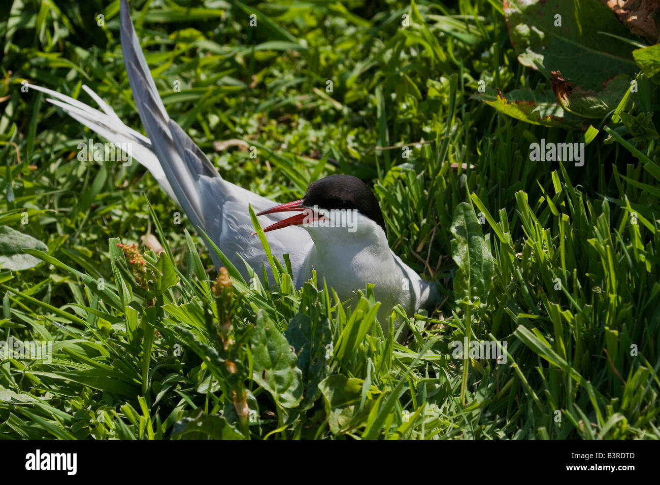Common tern nest hi-res stock photography and images - Alamy