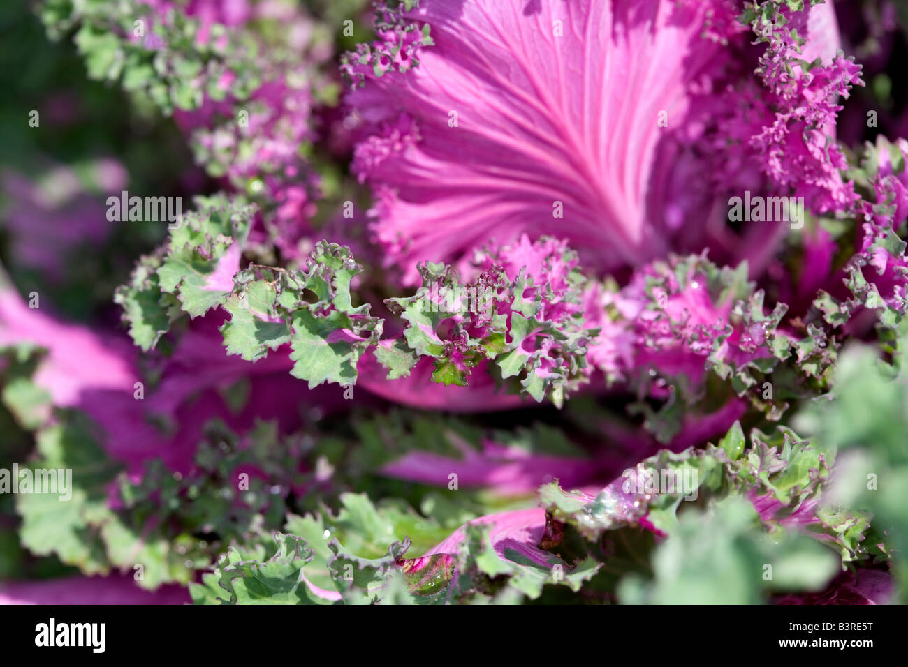 Chidori red hi-res stock photography and images - Alamy