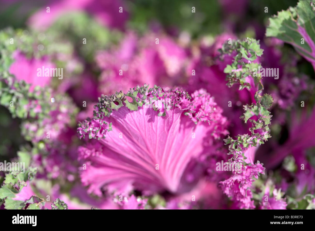 Chidori red hi-res stock photography and images - Alamy