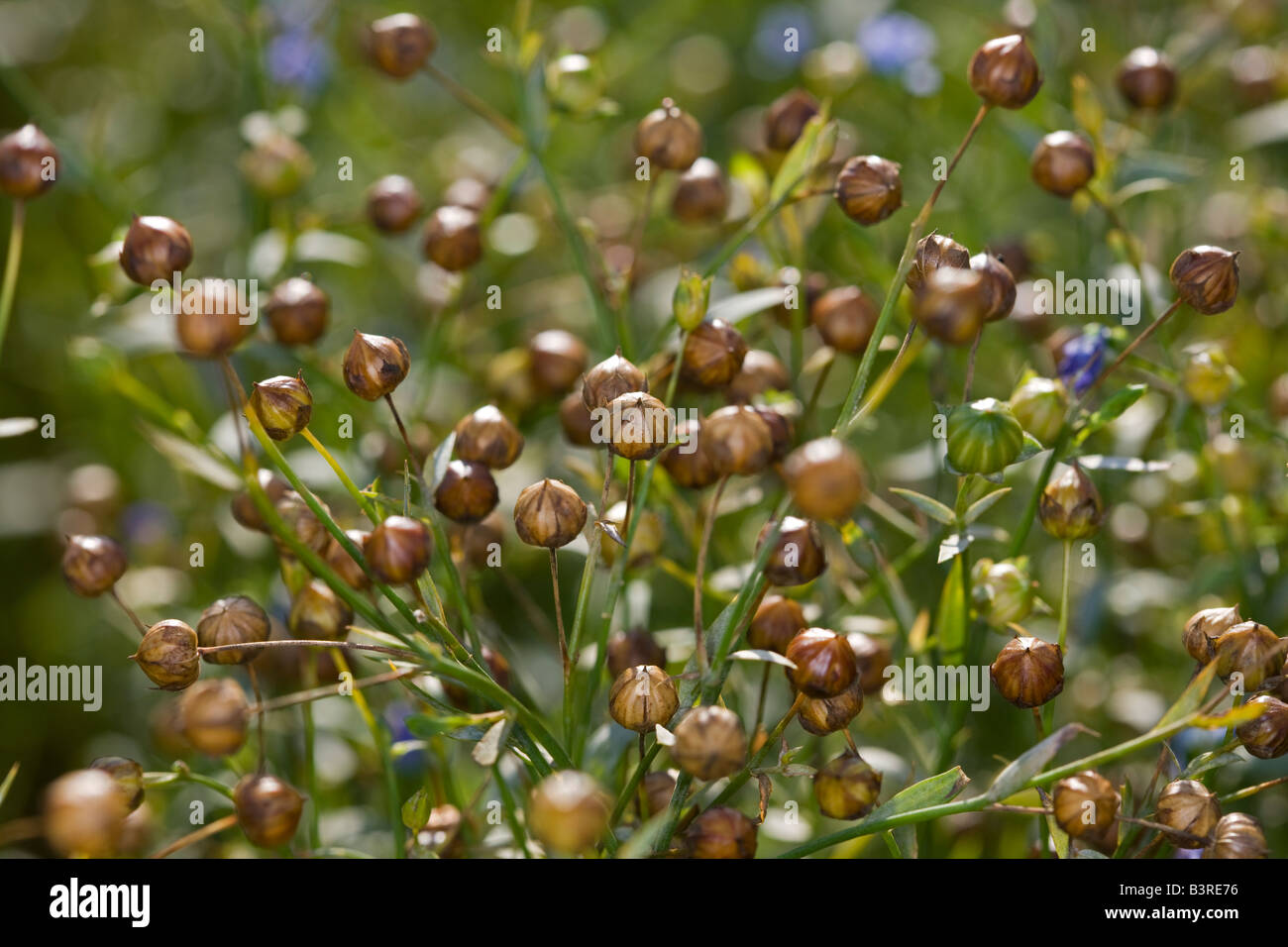 Common flax (Linum usitatissimum Stock Photo - Alamy