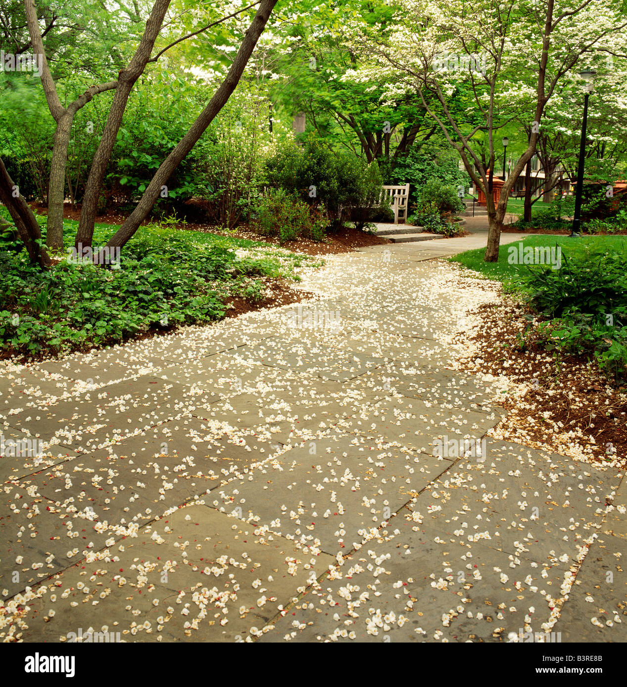 DOGWOOD BLOSSOMS ON A STONE PATH, LONGWOOD GARDENS, KENNETT SQUARE ...
