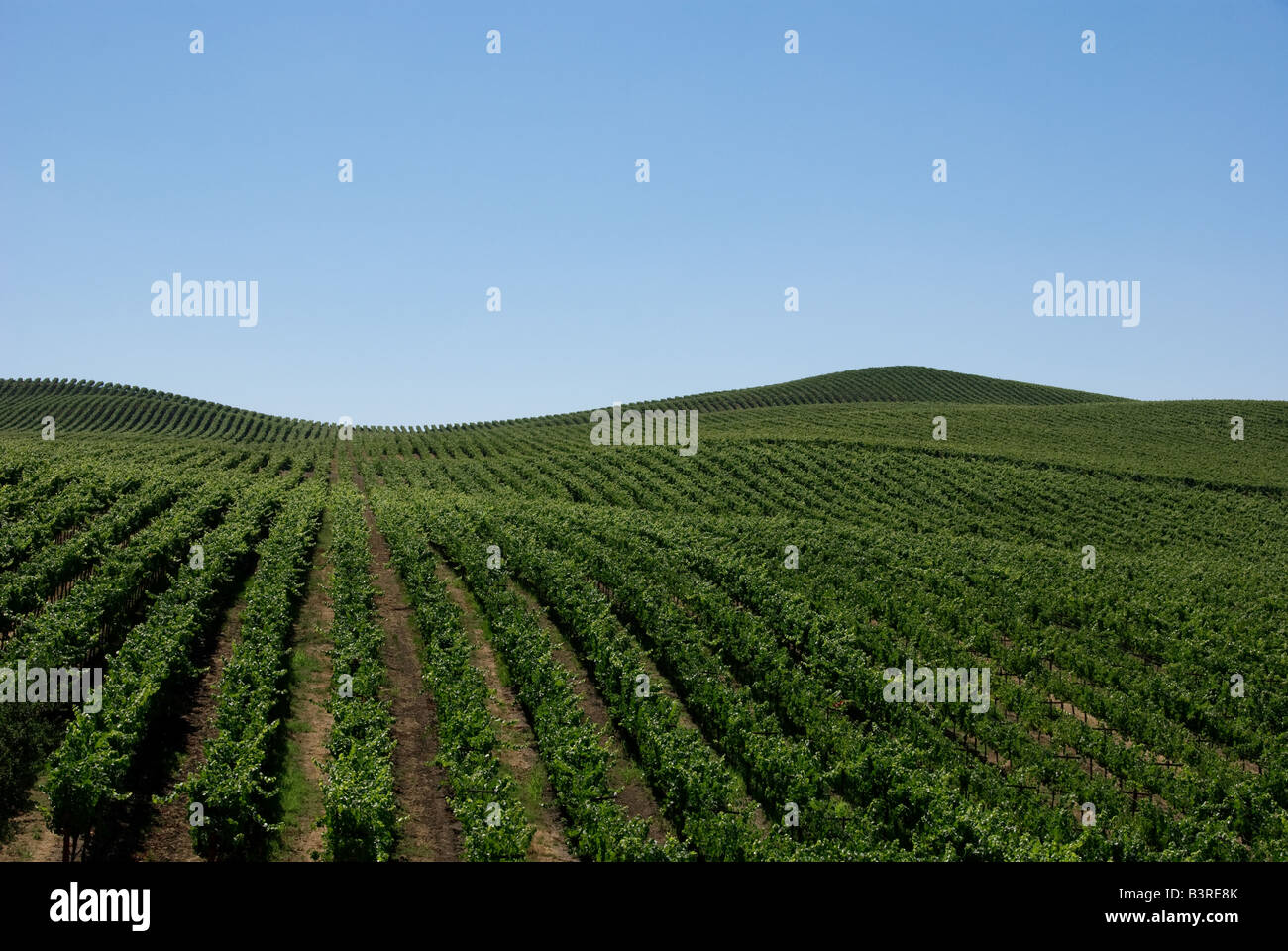 Rolling hills with grape vines growing on them Stock Photo - Alamy