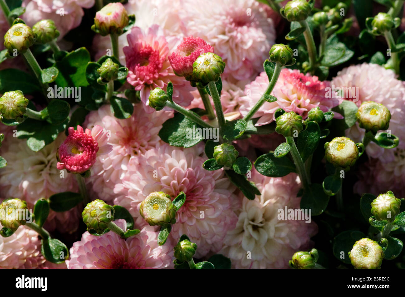 Pink mums hi-res stock photography and images - Alamy