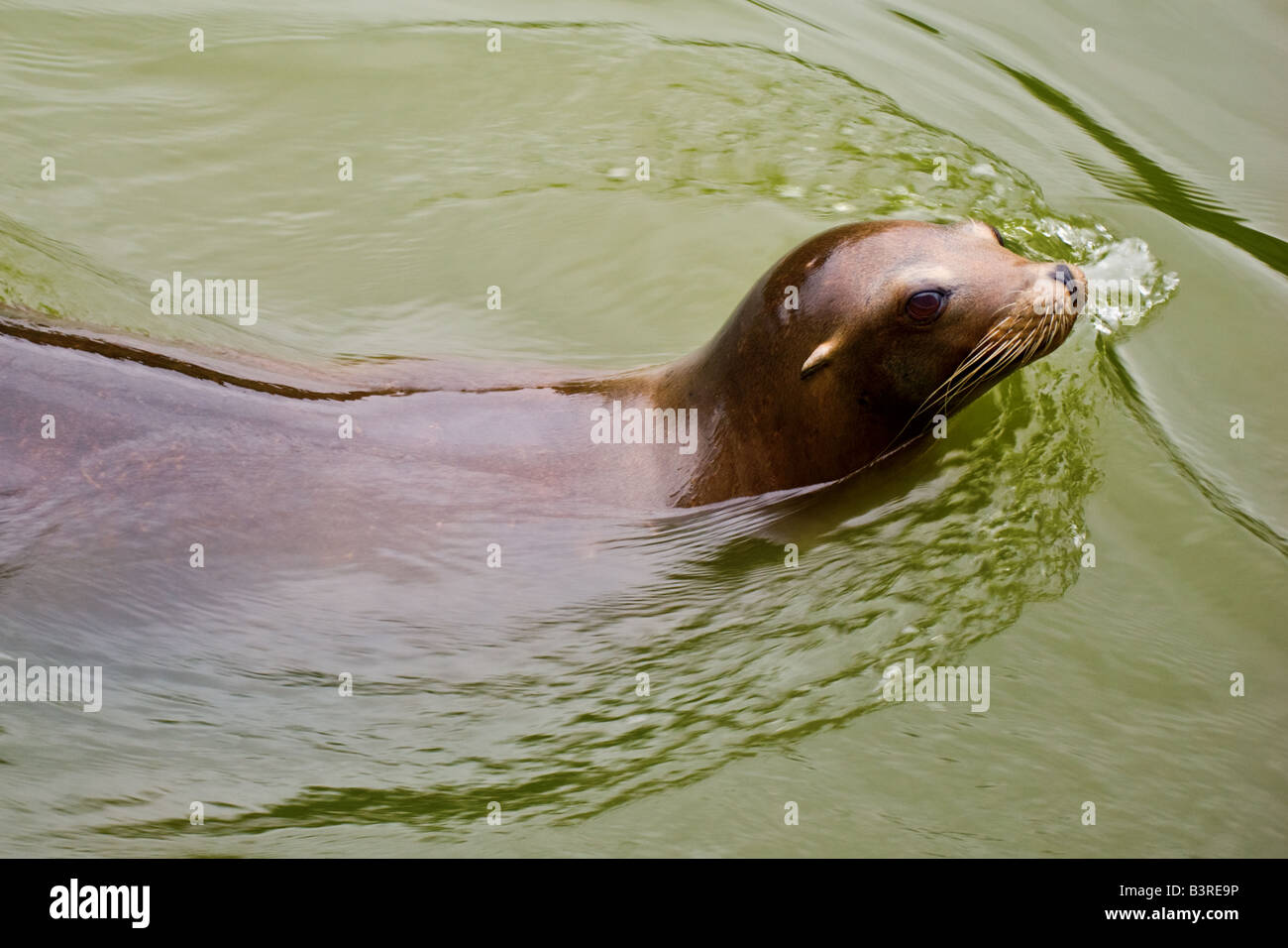 Colour portrait photograph of a swimming sea lion (006 Stock Photo - Alamy