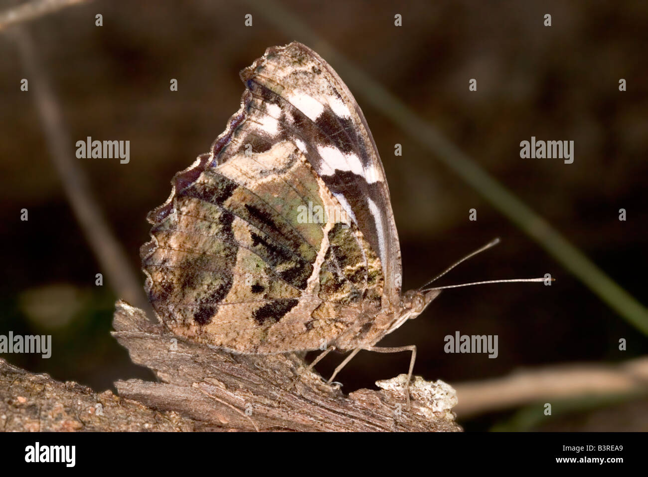 Ethusa hi-res stock photography and images - Alamy