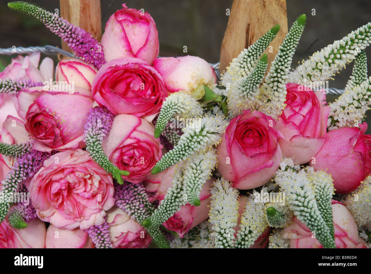 flower display at bi annual Rose festival Lottum Limburg Netherlands ...