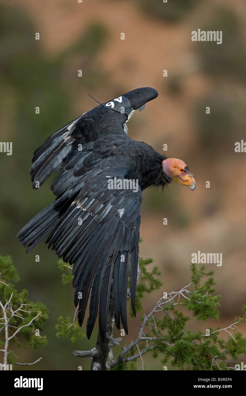 Endangered condors hi-res stock photography and images - Alamy