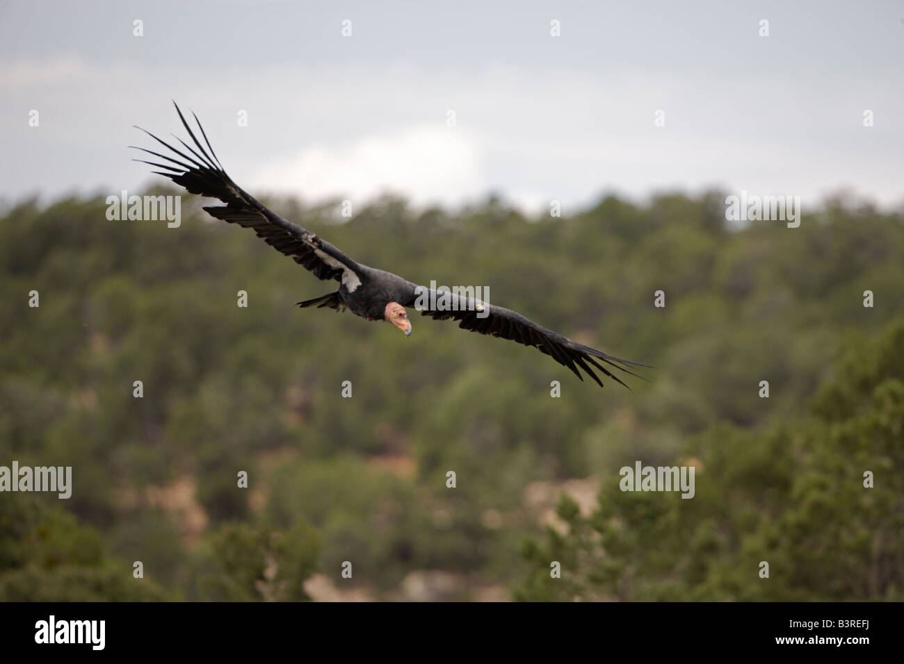 Condor grand canyon arizona High Resolution Stock Photography and ...