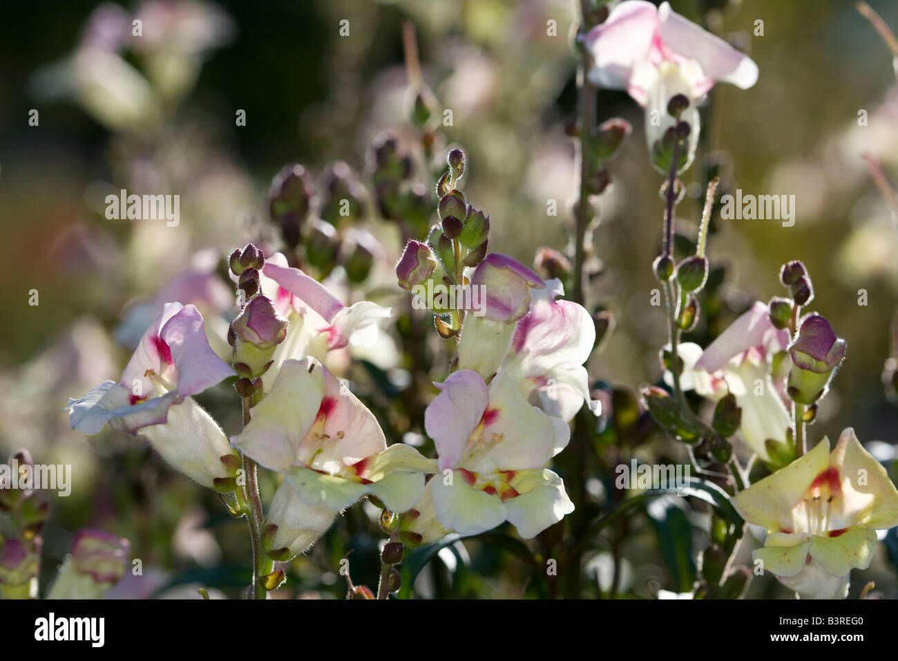Snapdragon (Antirrhinum majus Stock Photo - Alamy