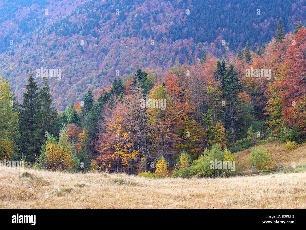 Autumn mountain valley and forest view. Three shots composite picture ...