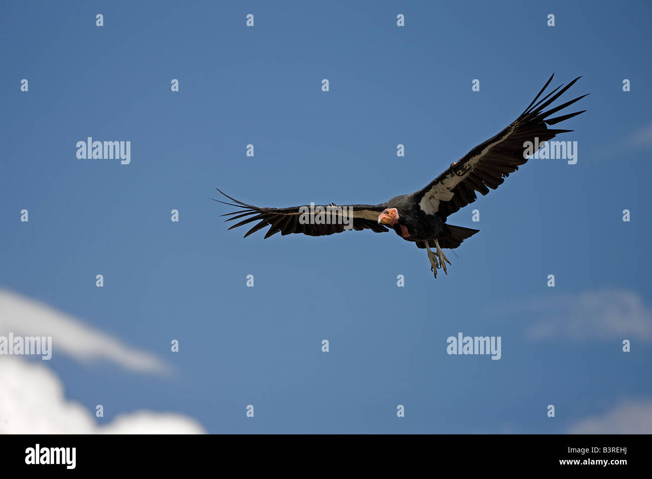 California condors flying hi-res stock photography and images - Alamy