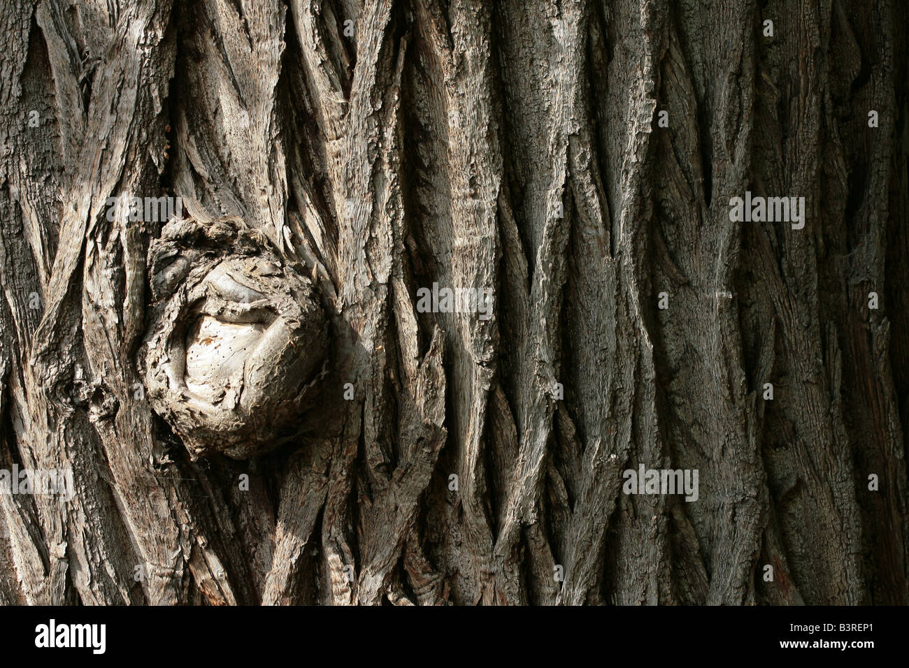 Close up sweet chestnut tree bark hi-res stock photography and images ...