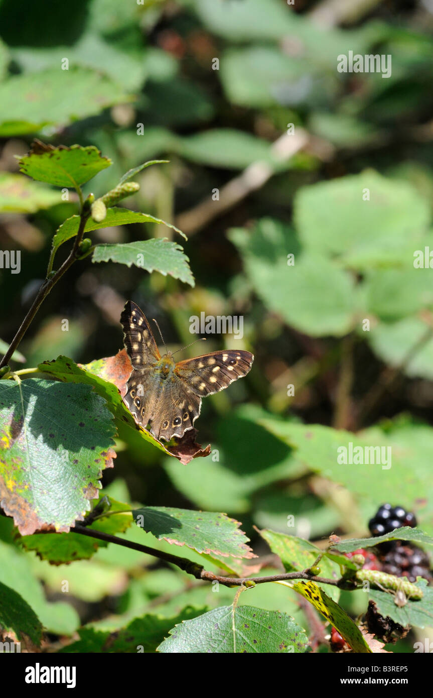 Speckled Wood Butterfly - Pararge aegeria Stock Photo - Alamy