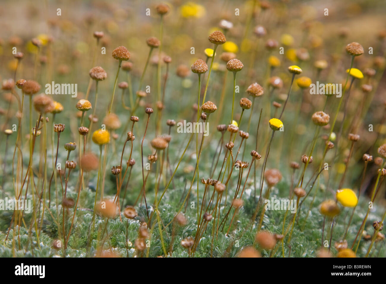 Hispida hi-res stock photography and images - Alamy