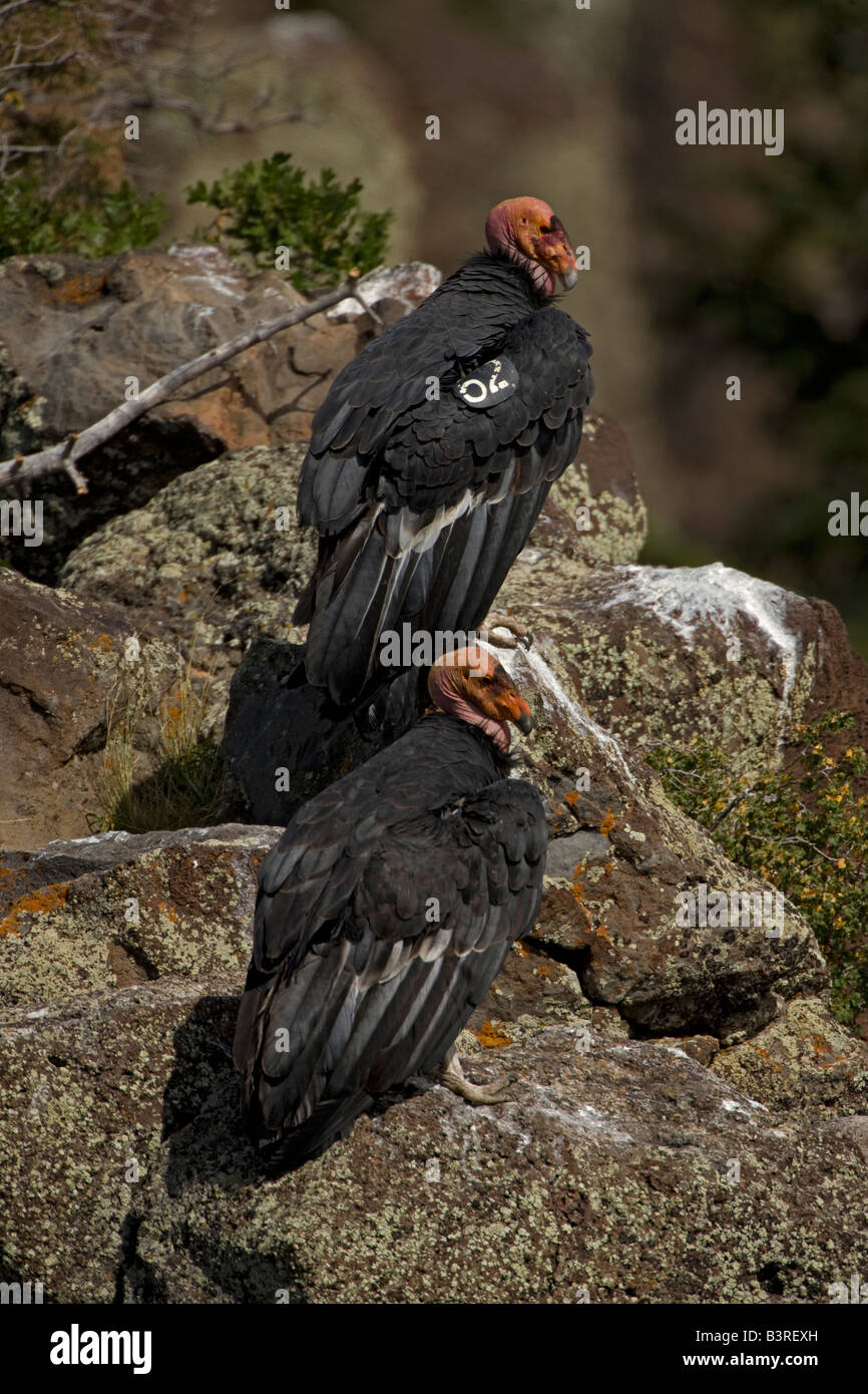 Endangered condors hi-res stock photography and images - Alamy