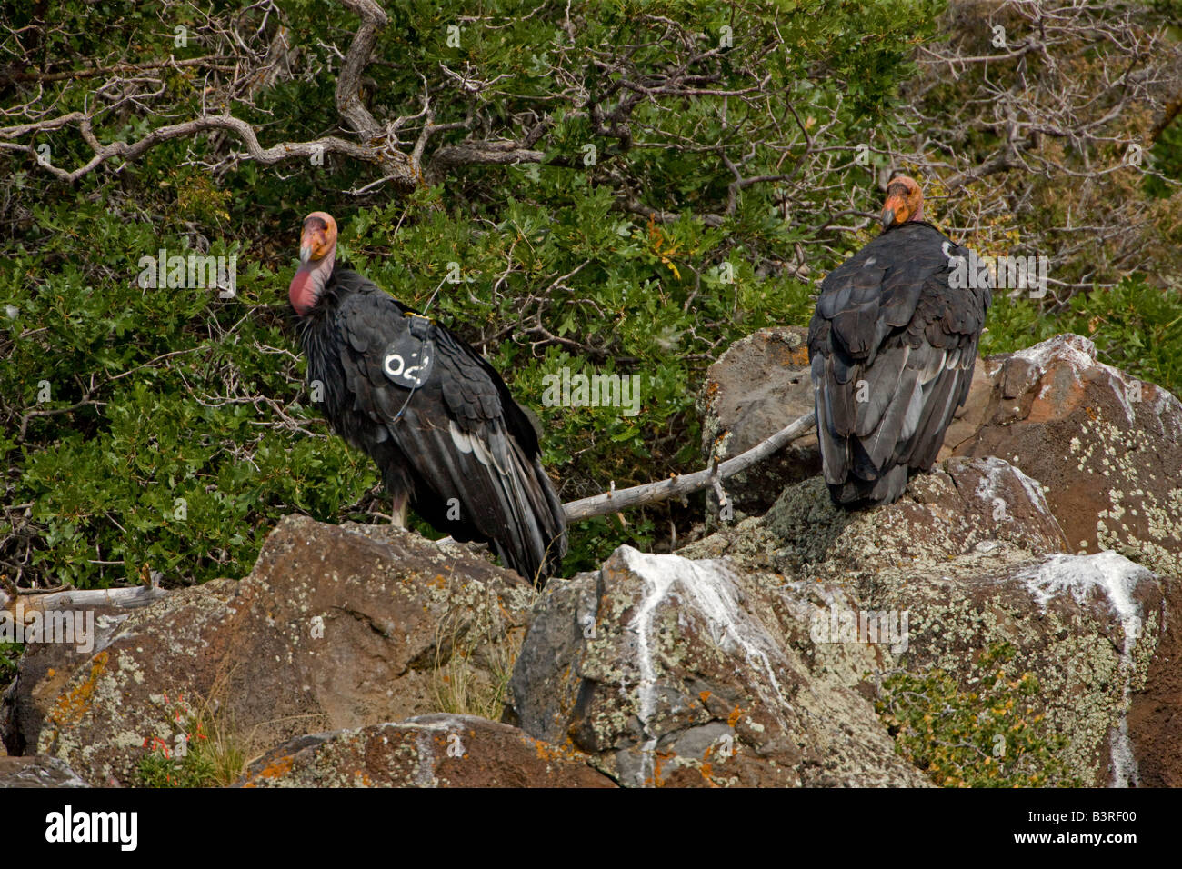 Condor two hi-res stock photography and images - Alamy