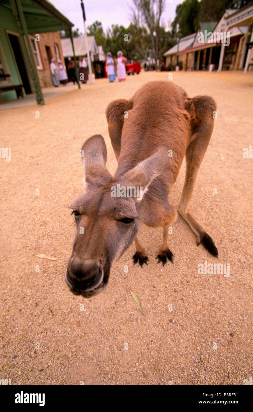 Pet kangaroo, Australia Stock Photo - Alamy