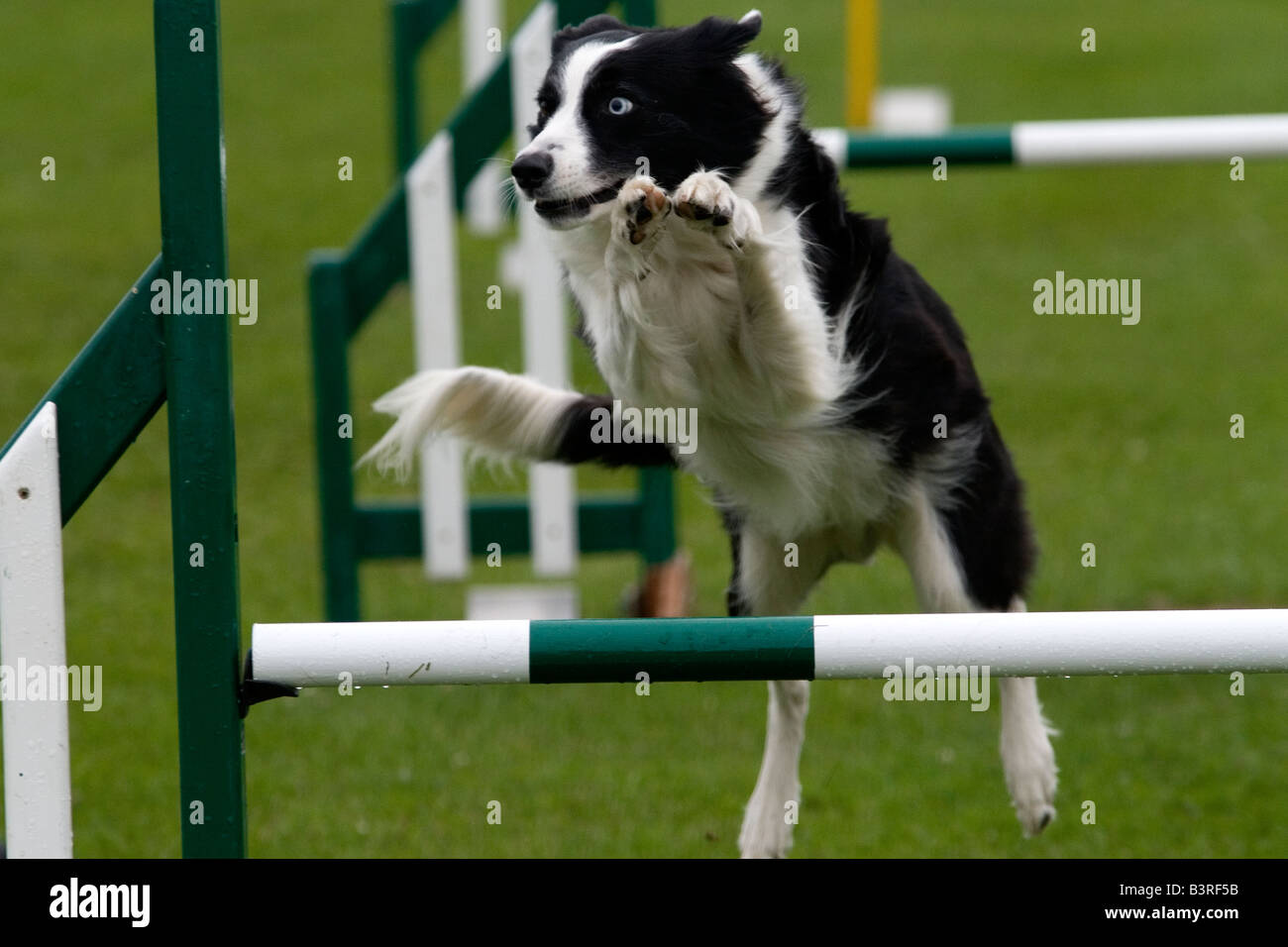Dog Agility Stock Photo - Alamy