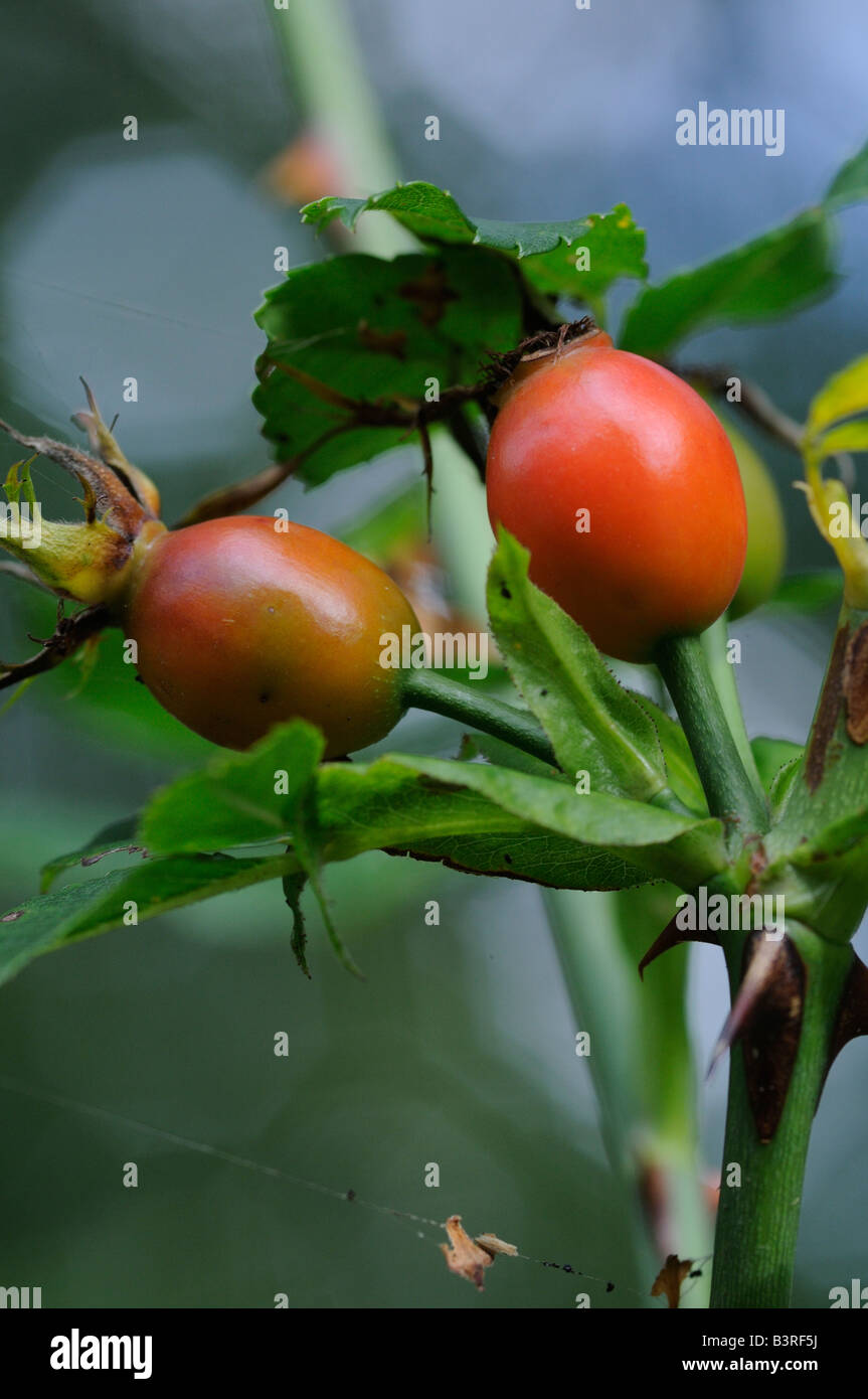 Rosehip hedge hi-res stock photography and images - Alamy