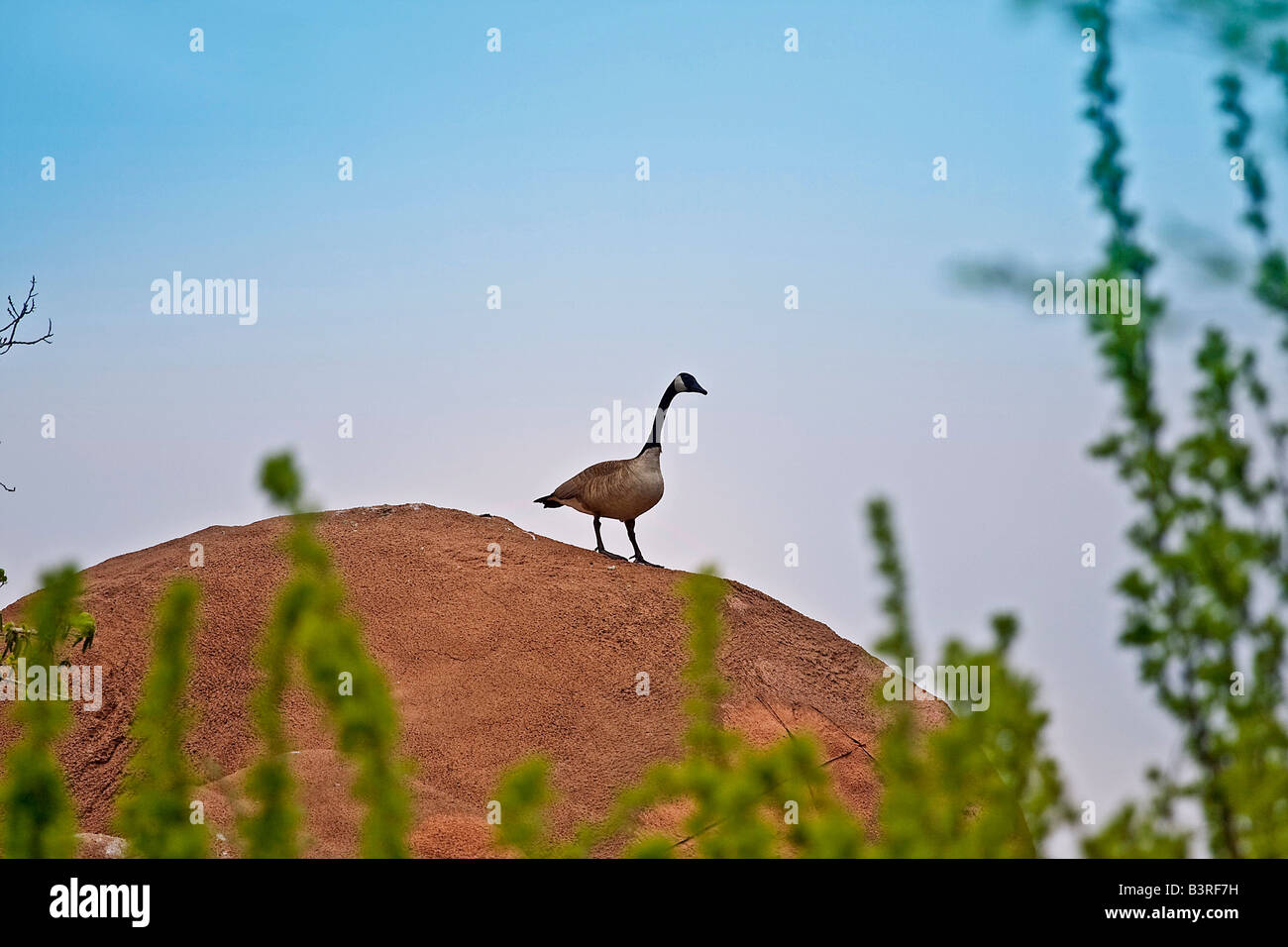 pictures of the wild animals Stock Photo - Alamy